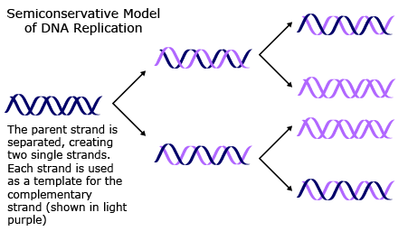 The Meselson-Stahl experiment