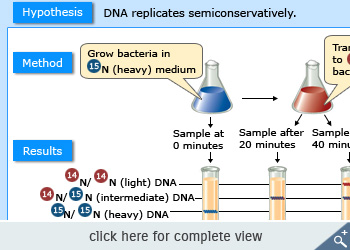 The Meselson-Stahl experiment