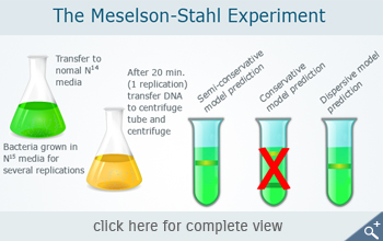 The Meselson-Stahl experiment