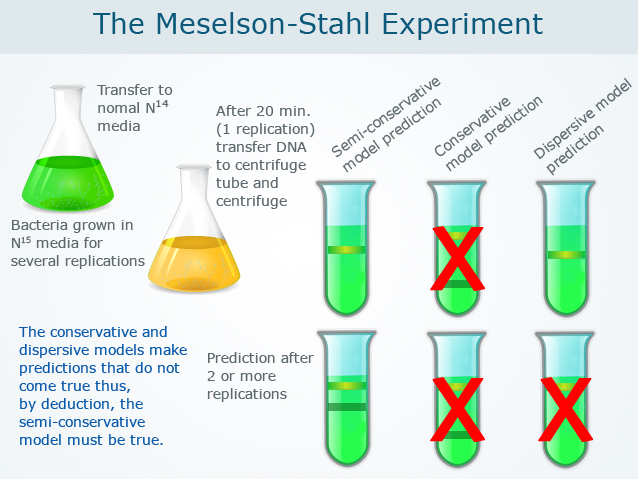 The Meselson-Stahl experiment