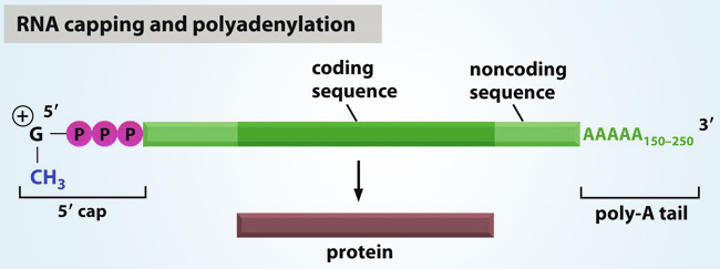 Elongation