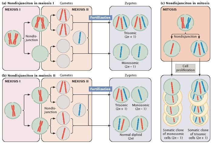 Figure: Aneuploids can be produced through non disjunction in (a ...