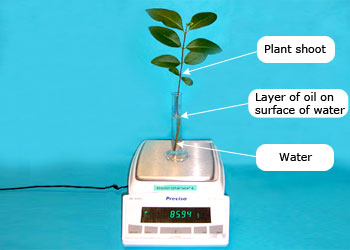 Transpiration Experiment Procedure